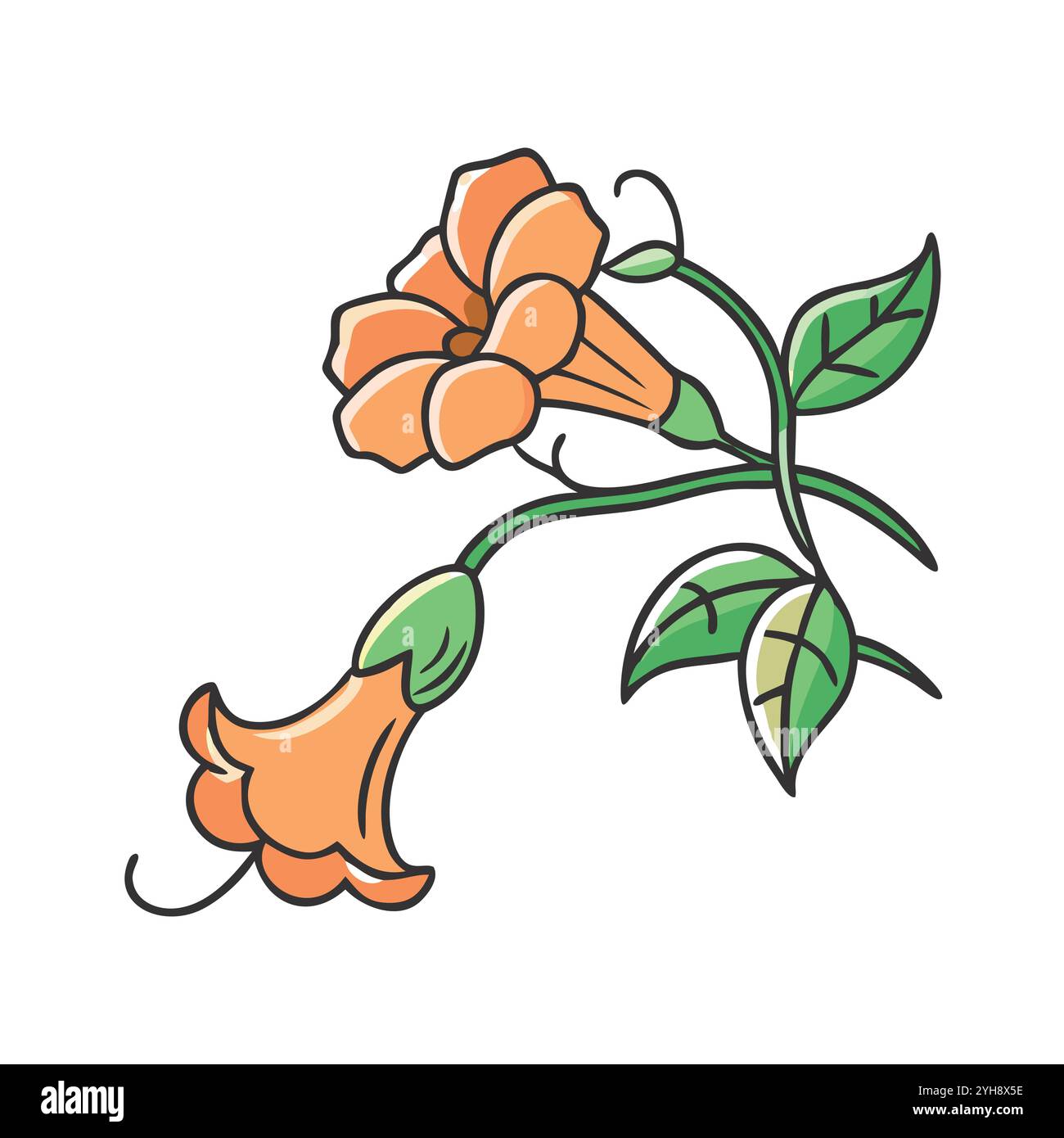 vector illustration of a trumpet vine flower, for floral designs ...