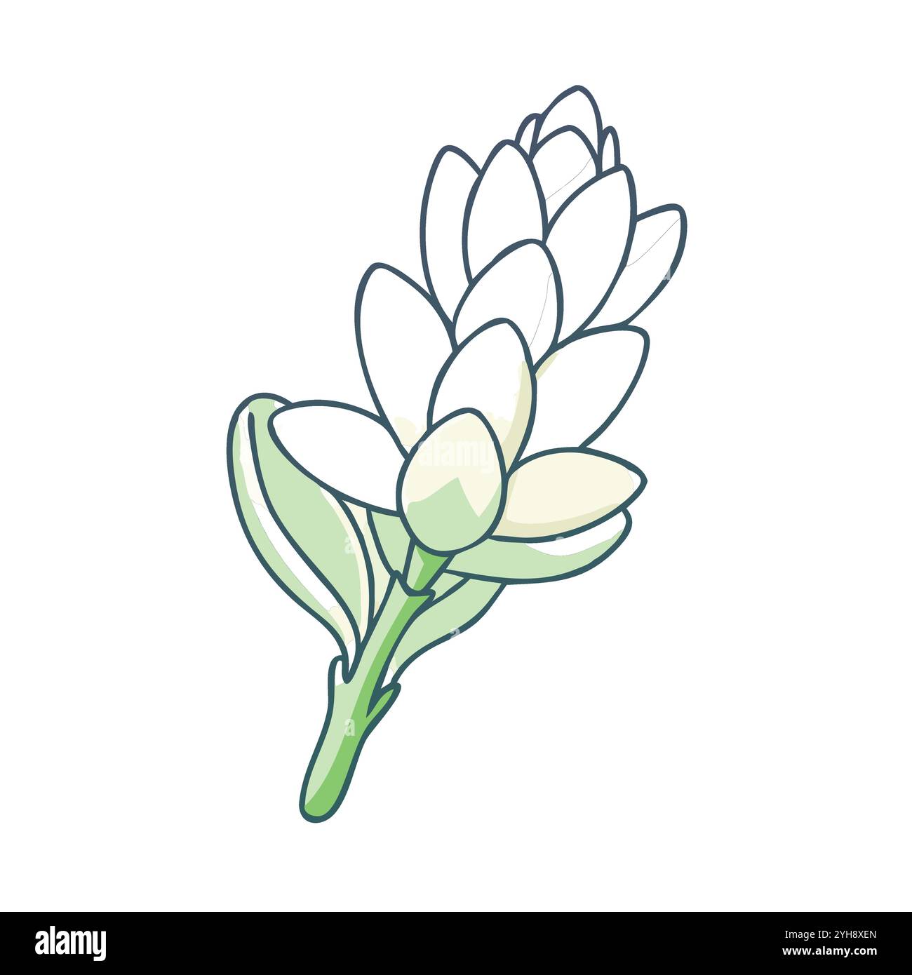 vector illustration of a tuberose flower, for floral designs, botanical ...