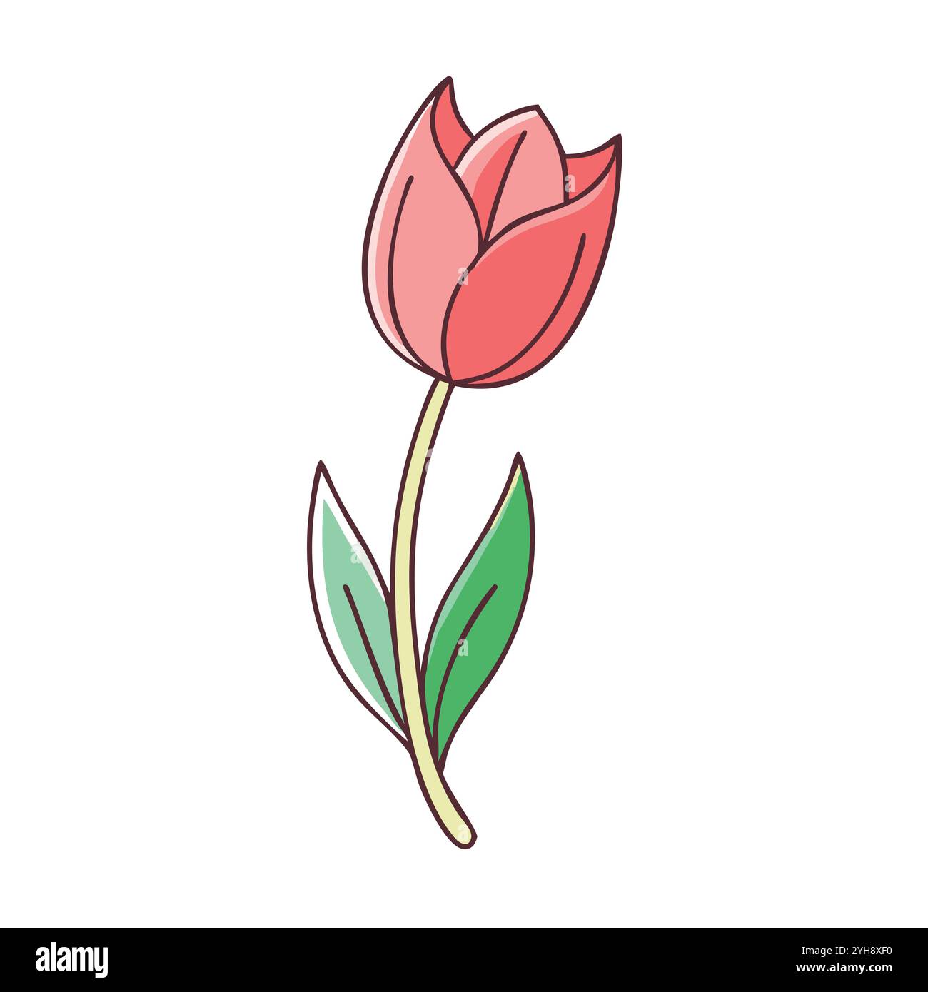 vector illustration of a tulip flower, for floral designs, botanical ...