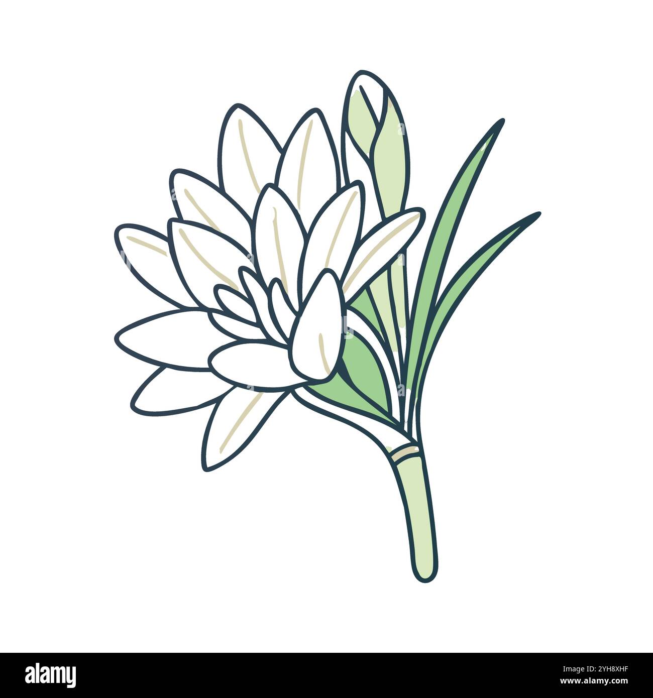 vector illustration of a tuberose flower, for floral designs, botanical ...