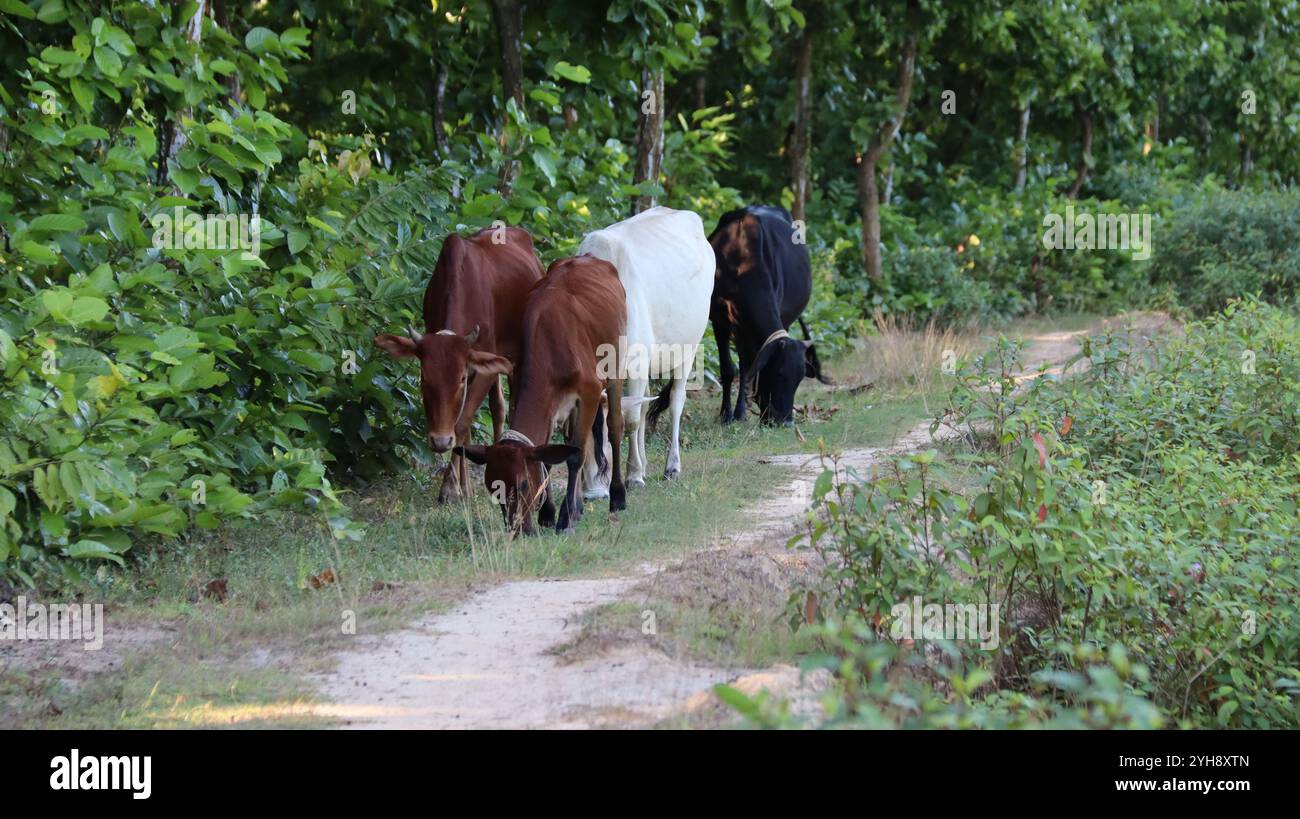 Cows Grazing Peacefully on a Rural Forest Path Stock Photo - Alamy
