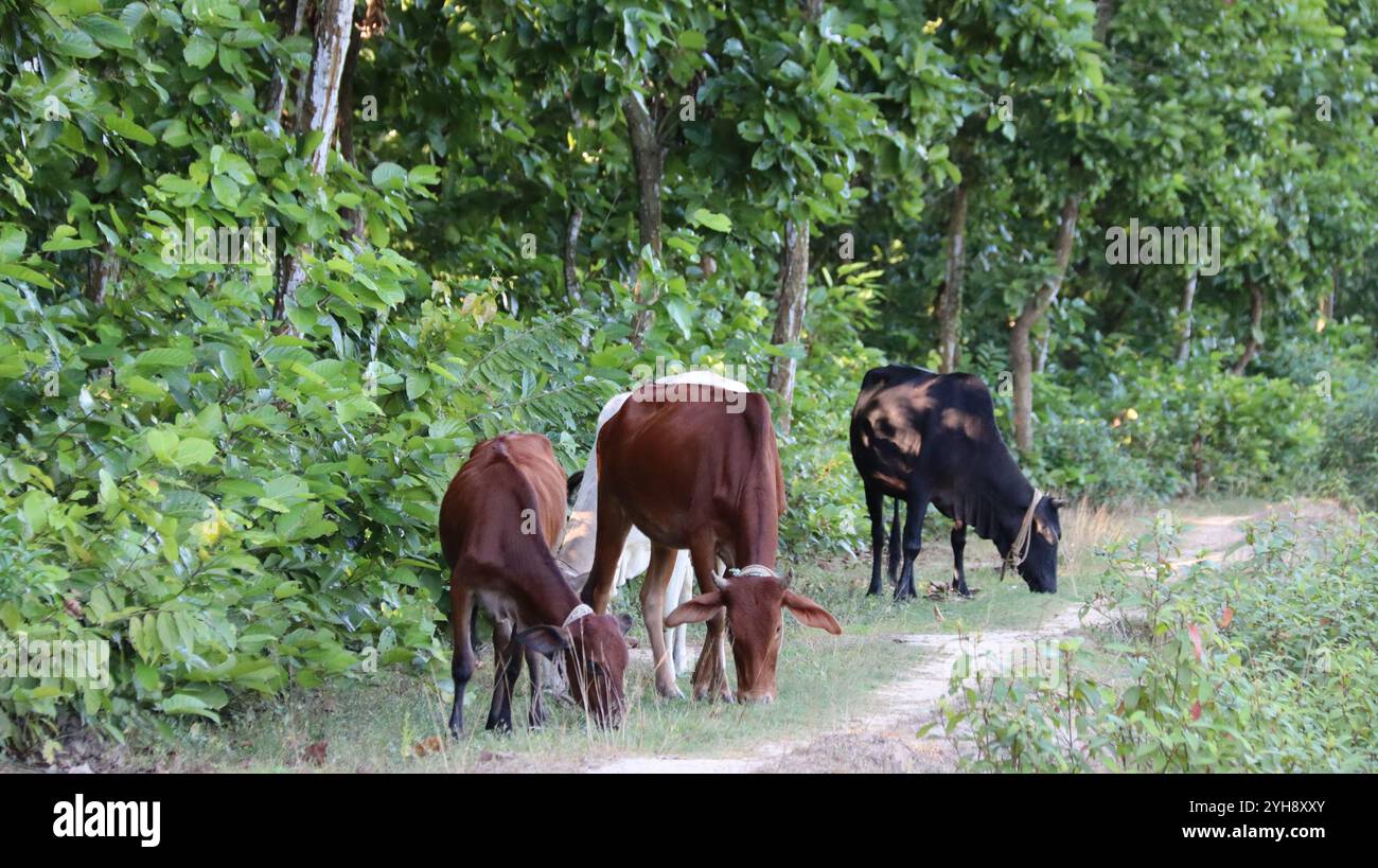 Cows grazing on open fields hi-res stock photography and images - Alamy
