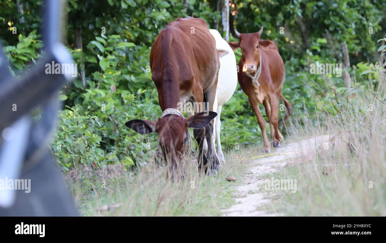 Cows grazing on open fields hi-res stock photography and images - Alamy