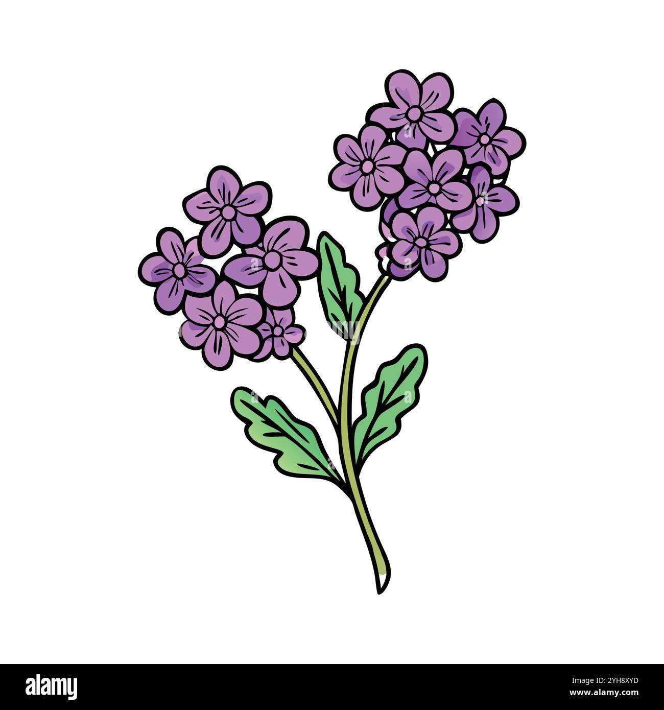 vector illustration of a verbena flower, for floral designs, botanical ...