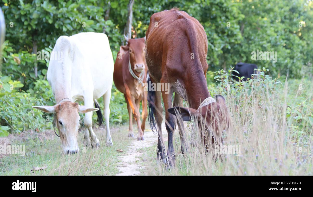 Cows Grazing Peacefully on a Rural Forest Path Stock Photo - Alamy