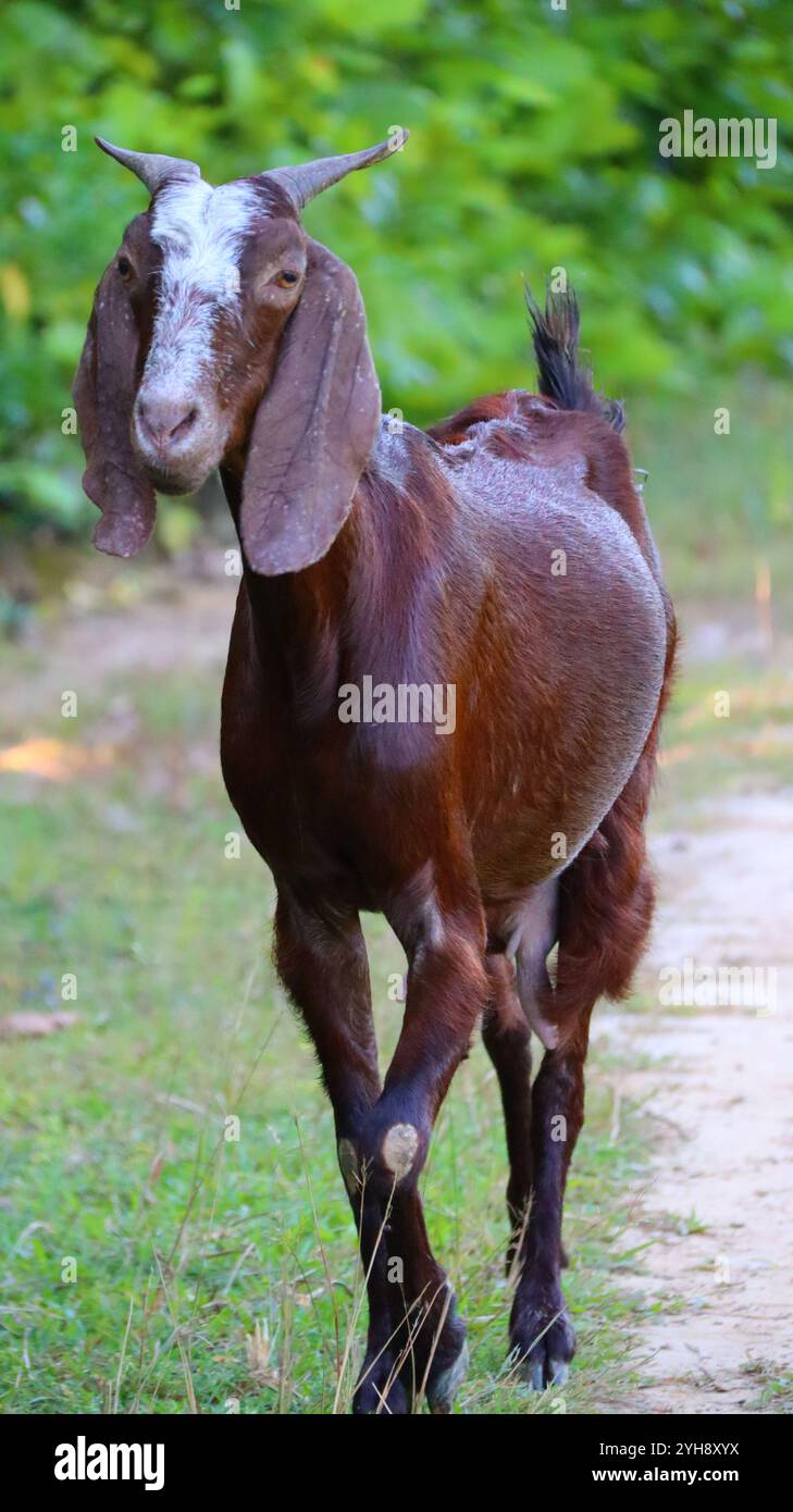 Brown Goat Walking Along a Path in Lush Greenery Stock Photo - Alamy