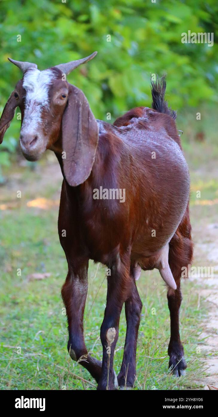 Brown Goat Walking Along a Path in Lush Greenery Stock Photo - Alamy