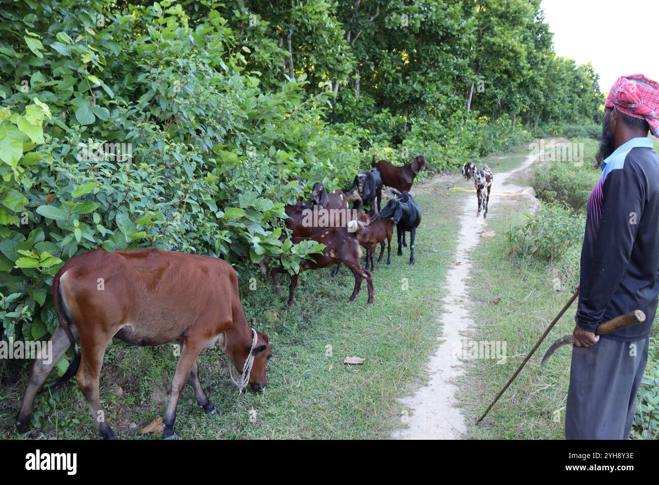 Cows Grazing Peacefully on a Rural Forest Path Stock Photo - Alamy