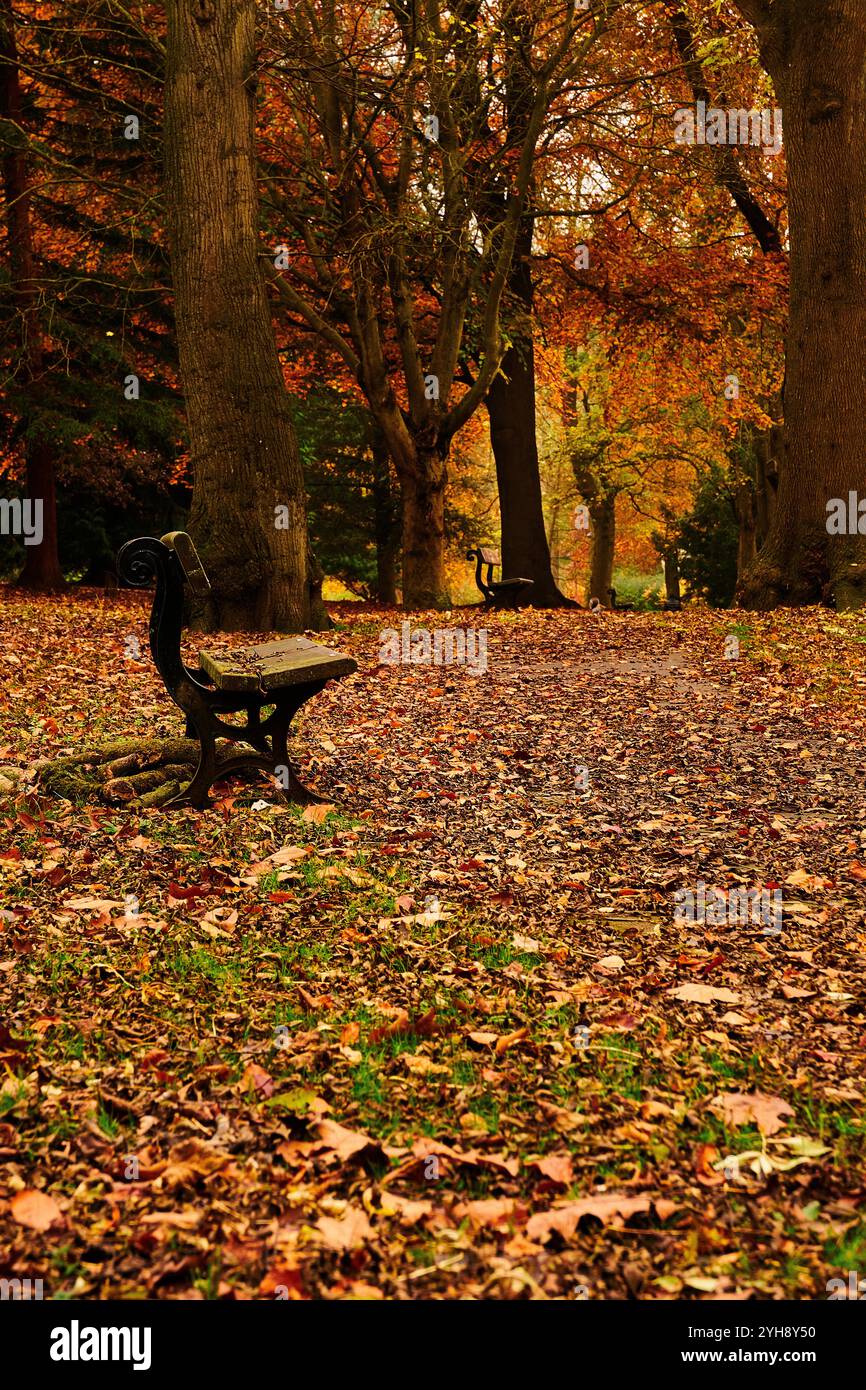 Autumn park bench Stock Photo - Alamy