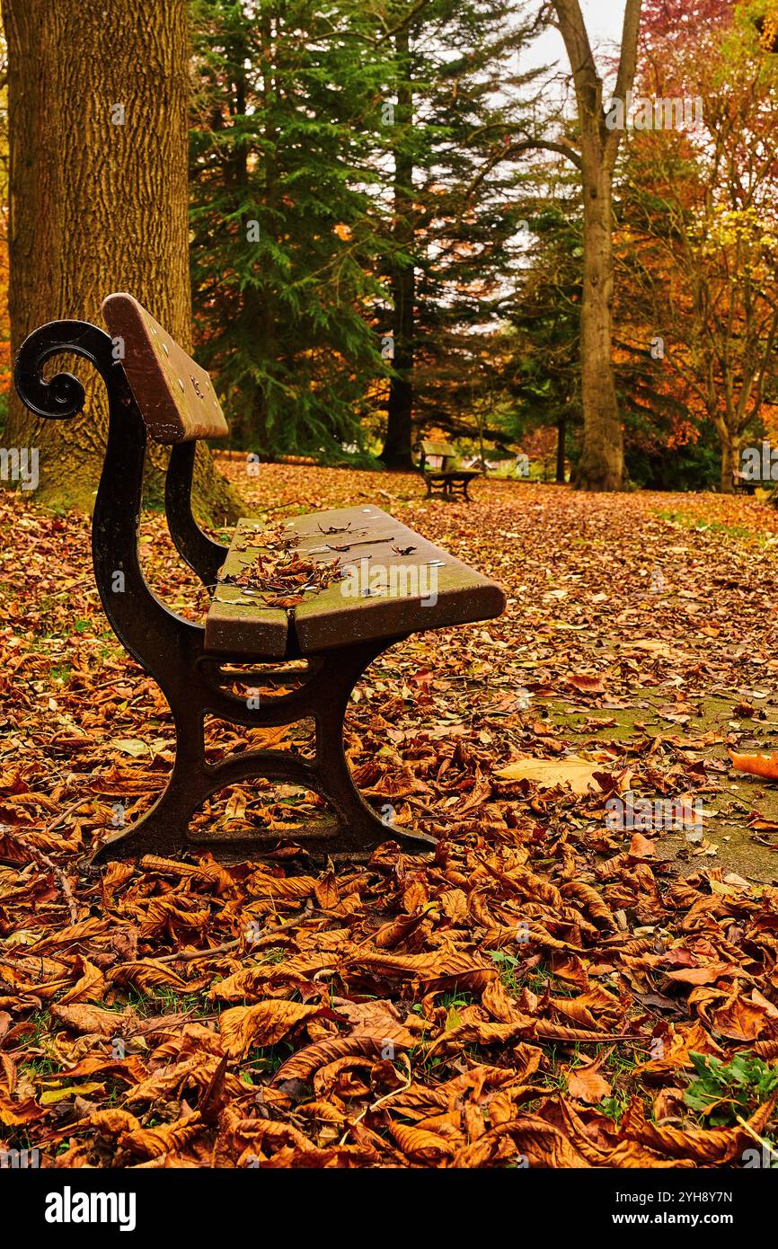 Autumn park bench Stock Photo - Alamy