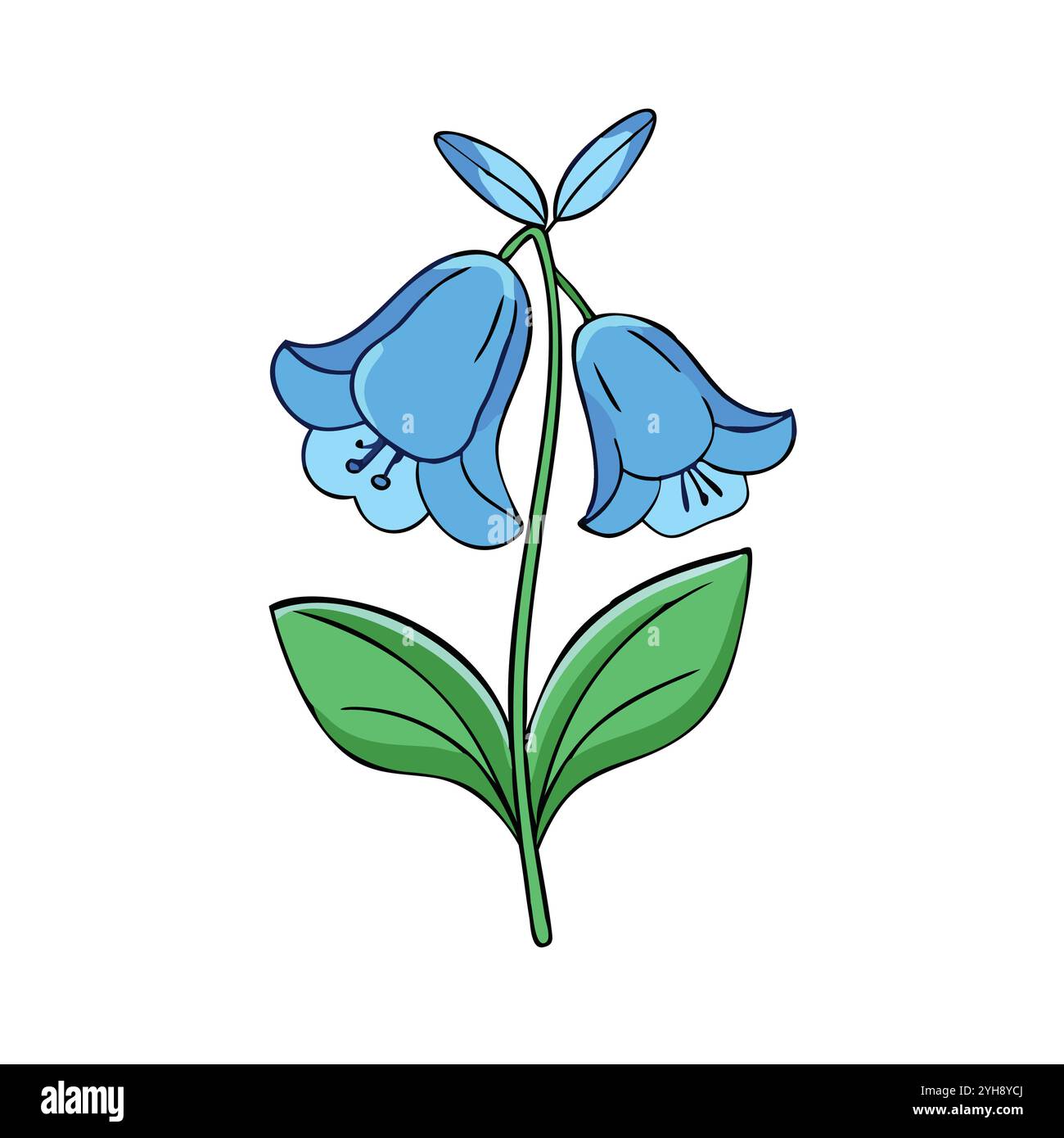 vector illustration of a virginia bluebells flower, for floral designs ...
