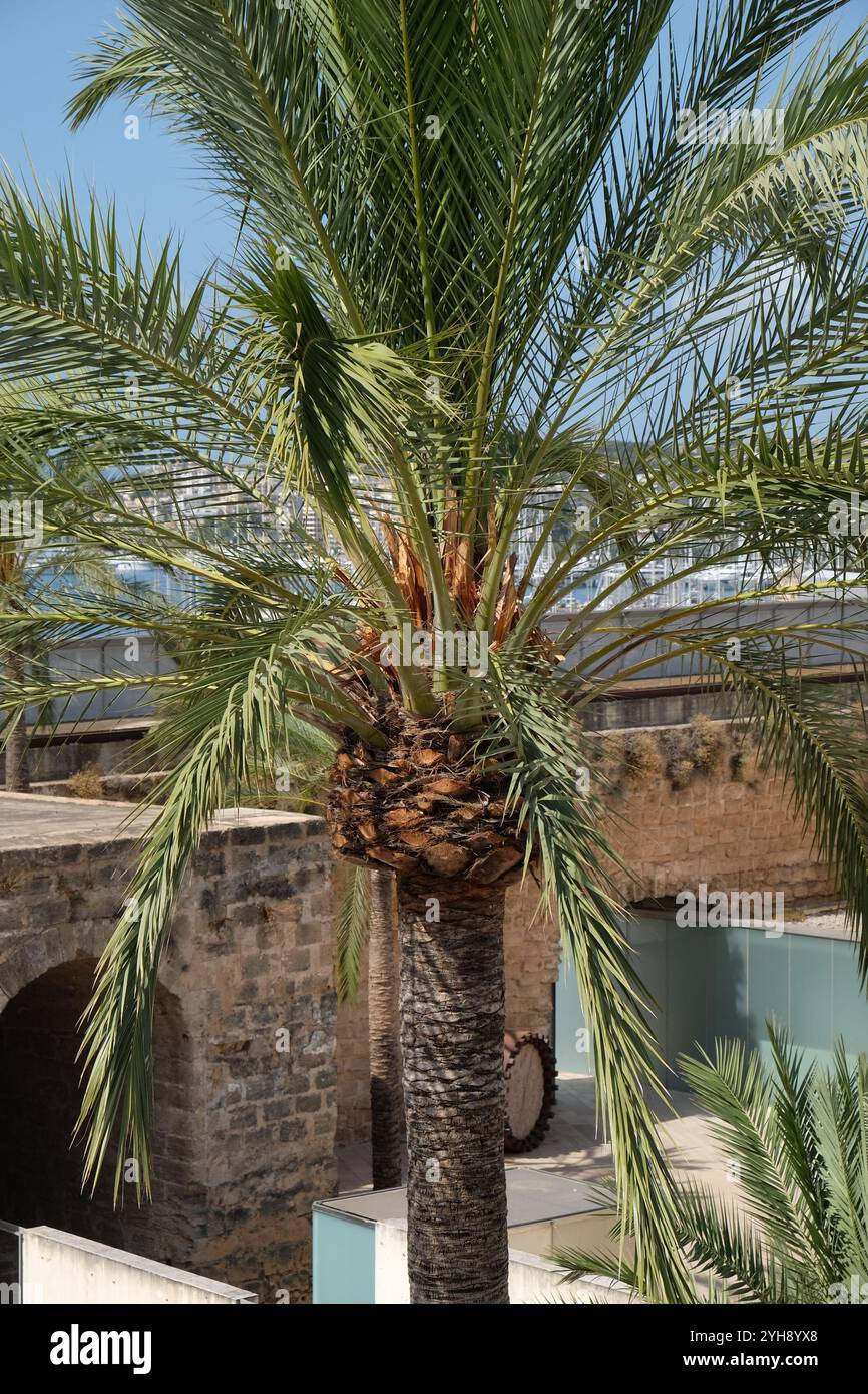 Palmier de majorque hi-res stock photography and images - Alamy