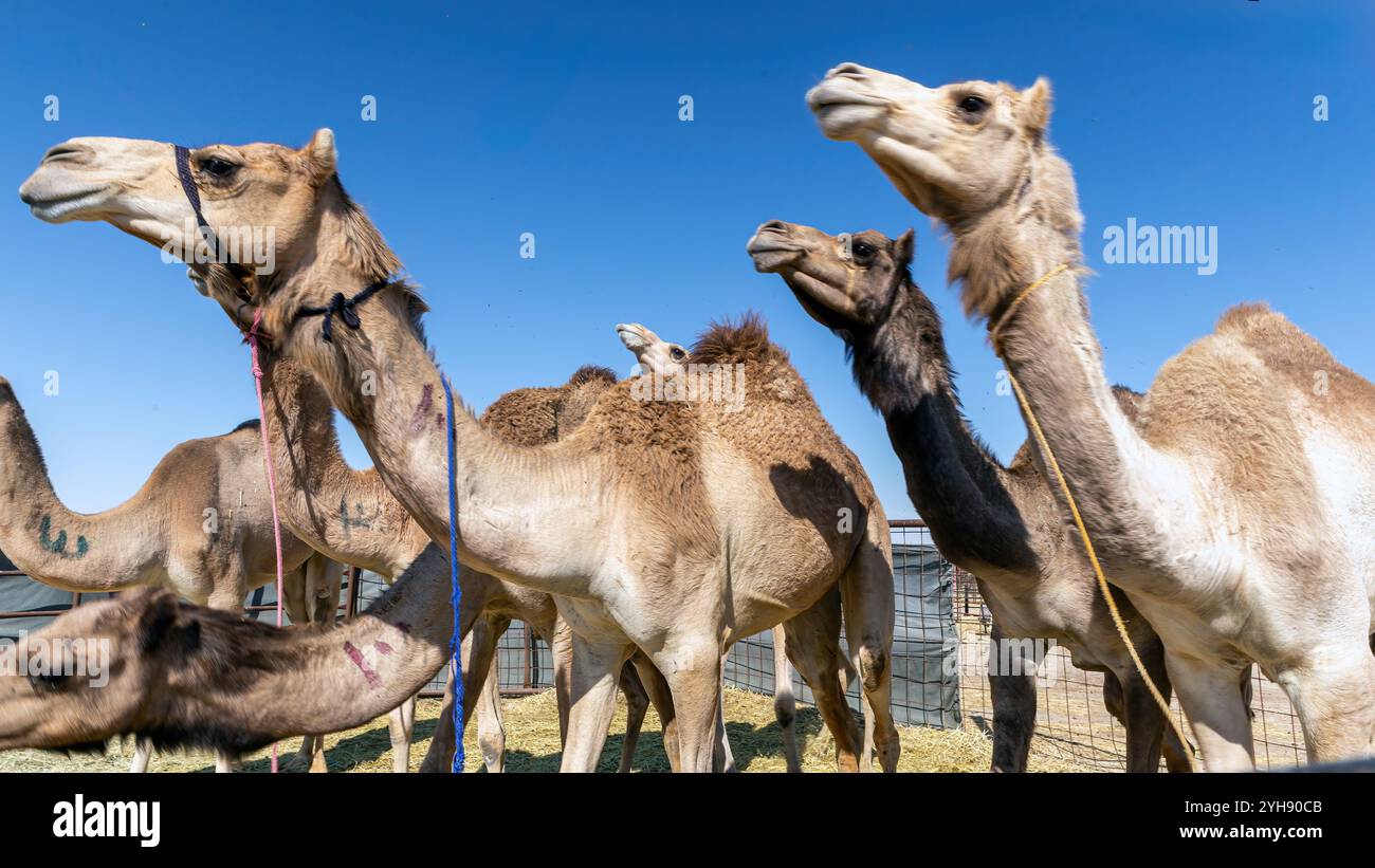 Camels resting under the vast skies of Al-Sarar Desert, Saudi Arabia ...