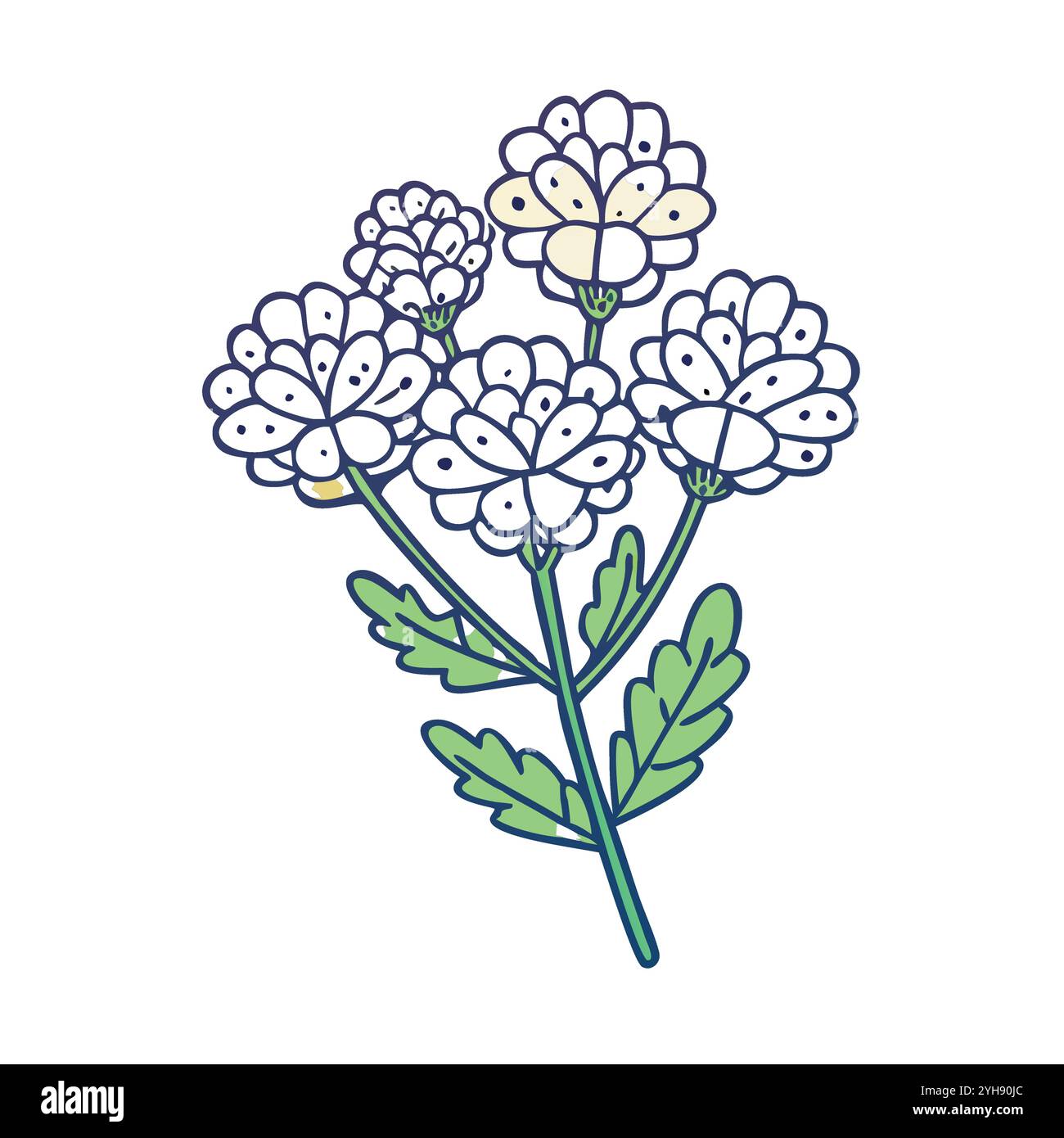 vector illustration of a yarrow flower, for floral designs, botanical ...
