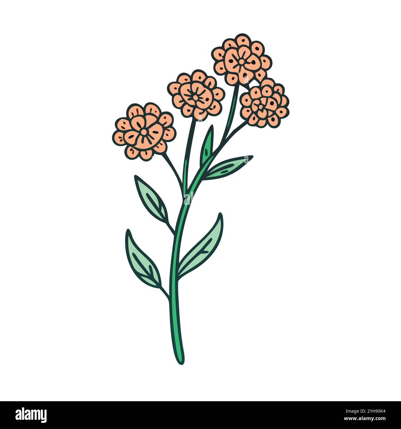 vector illustration of a yarrow flower, for floral designs, botanical ...