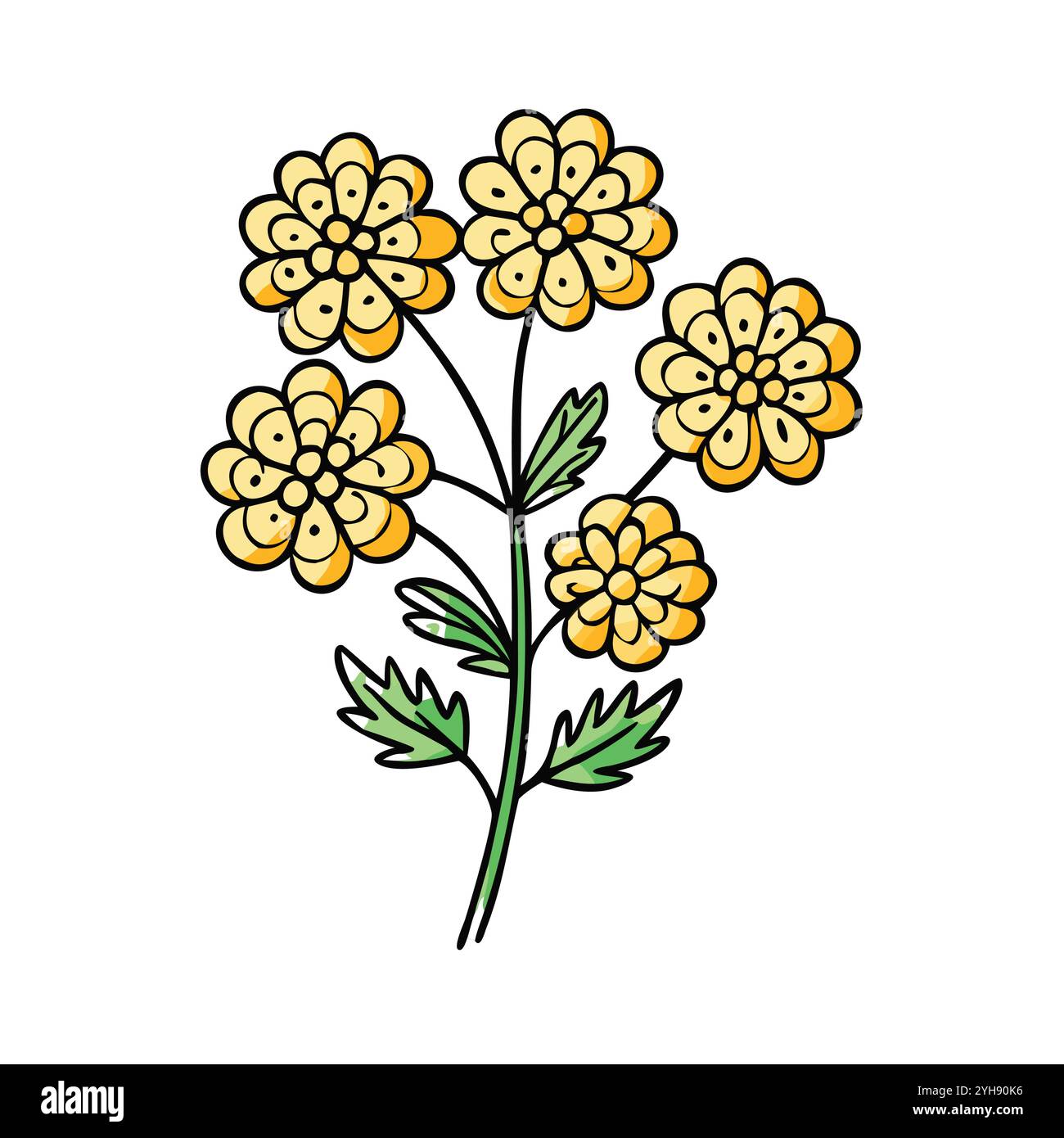 vector illustration of a yarrow flower, for floral designs, botanical ...