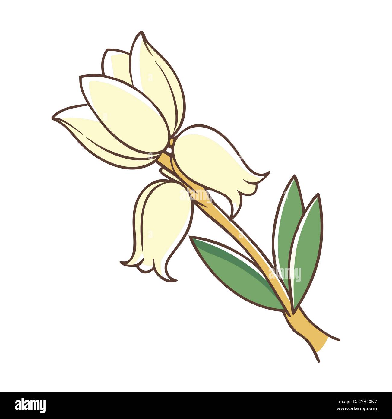 vector illustration of a yucca flower, for floral designs, botanical ...