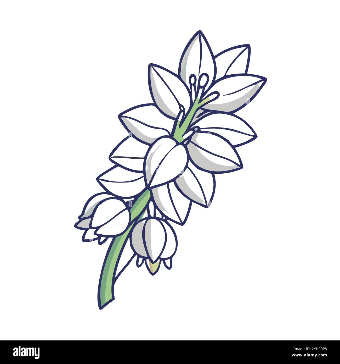 vector illustration of a yucca flower, for floral designs, botanical ...