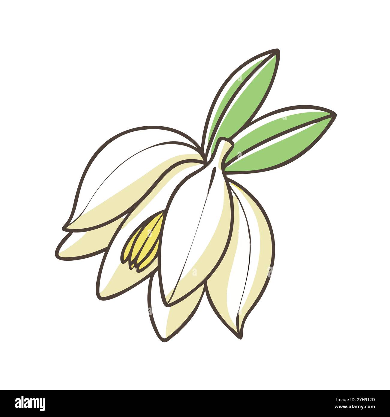 vector illustration of a yucca flower, for floral designs, botanical ...