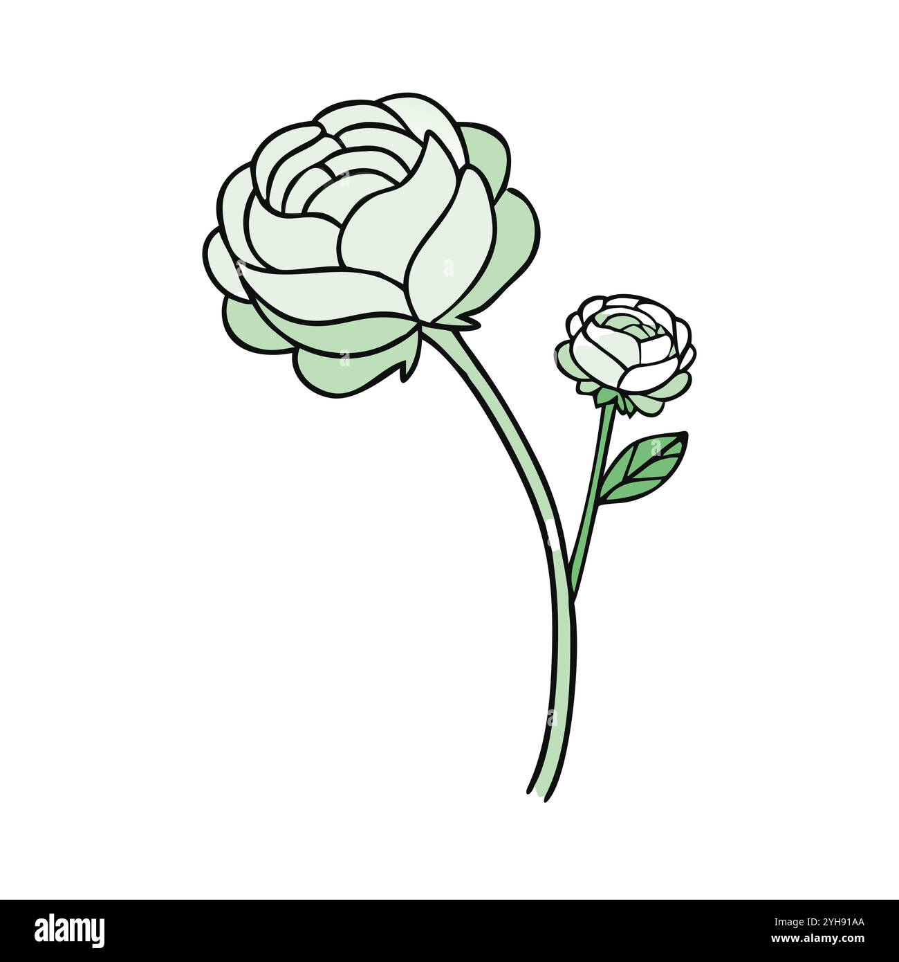vector illustration of a ranunculus flower, for floral designs ...