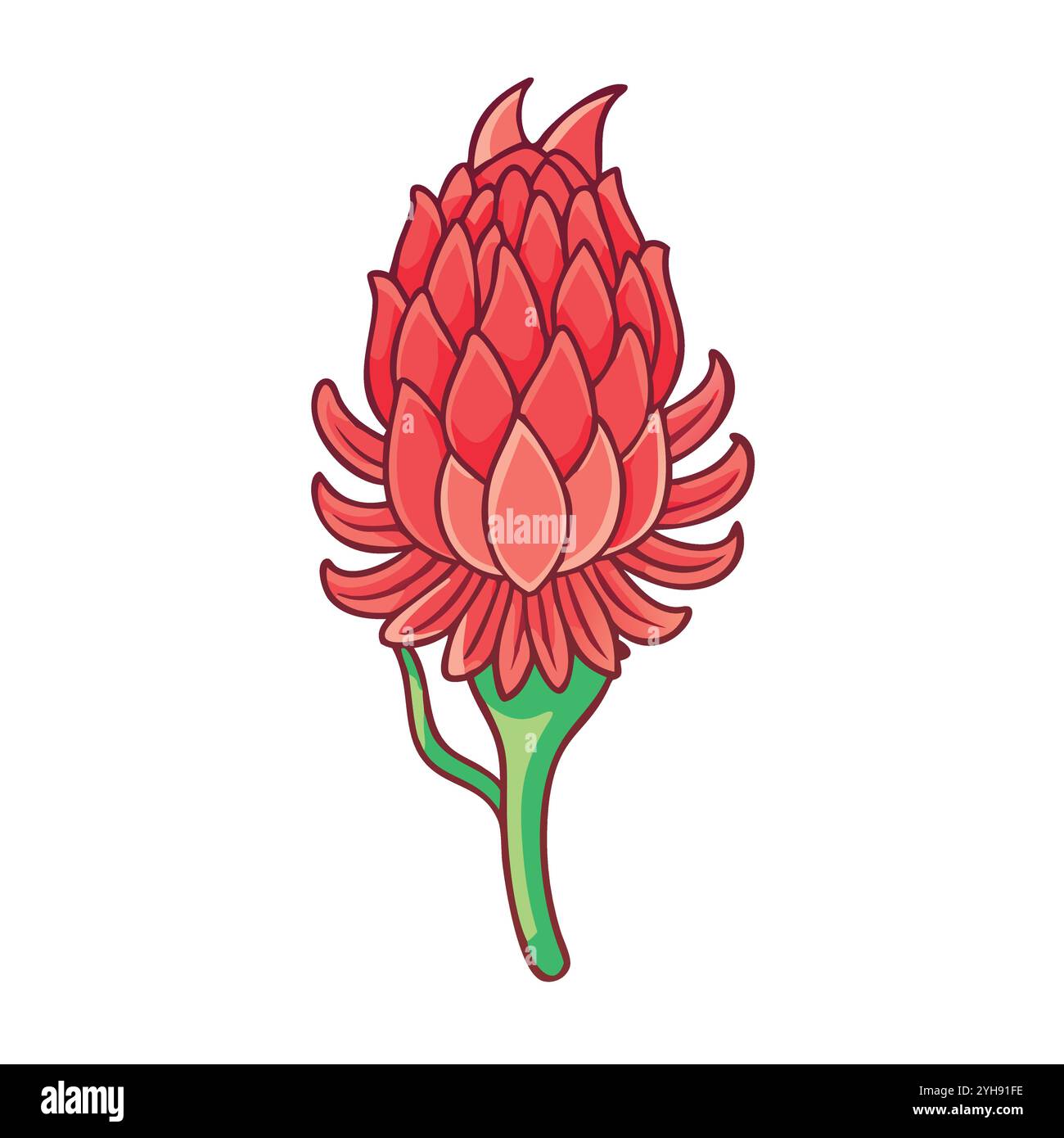 vector illustration of a red hot poker flower, for floral designs ...