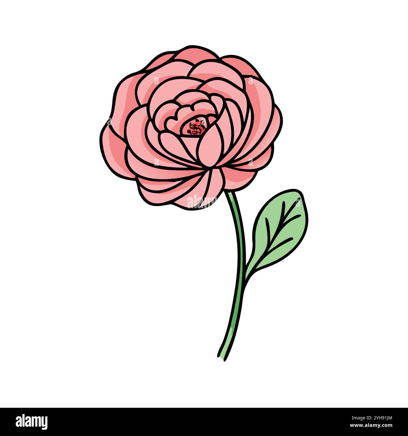 vector illustration of a ranunculus flower, for floral designs ...