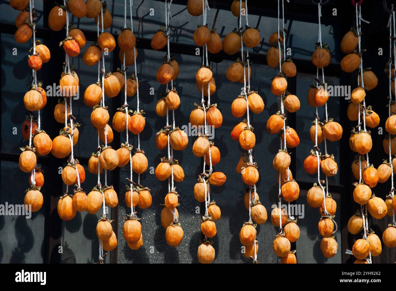 Persimmons tied together with string hanging under the eaves to dry ...