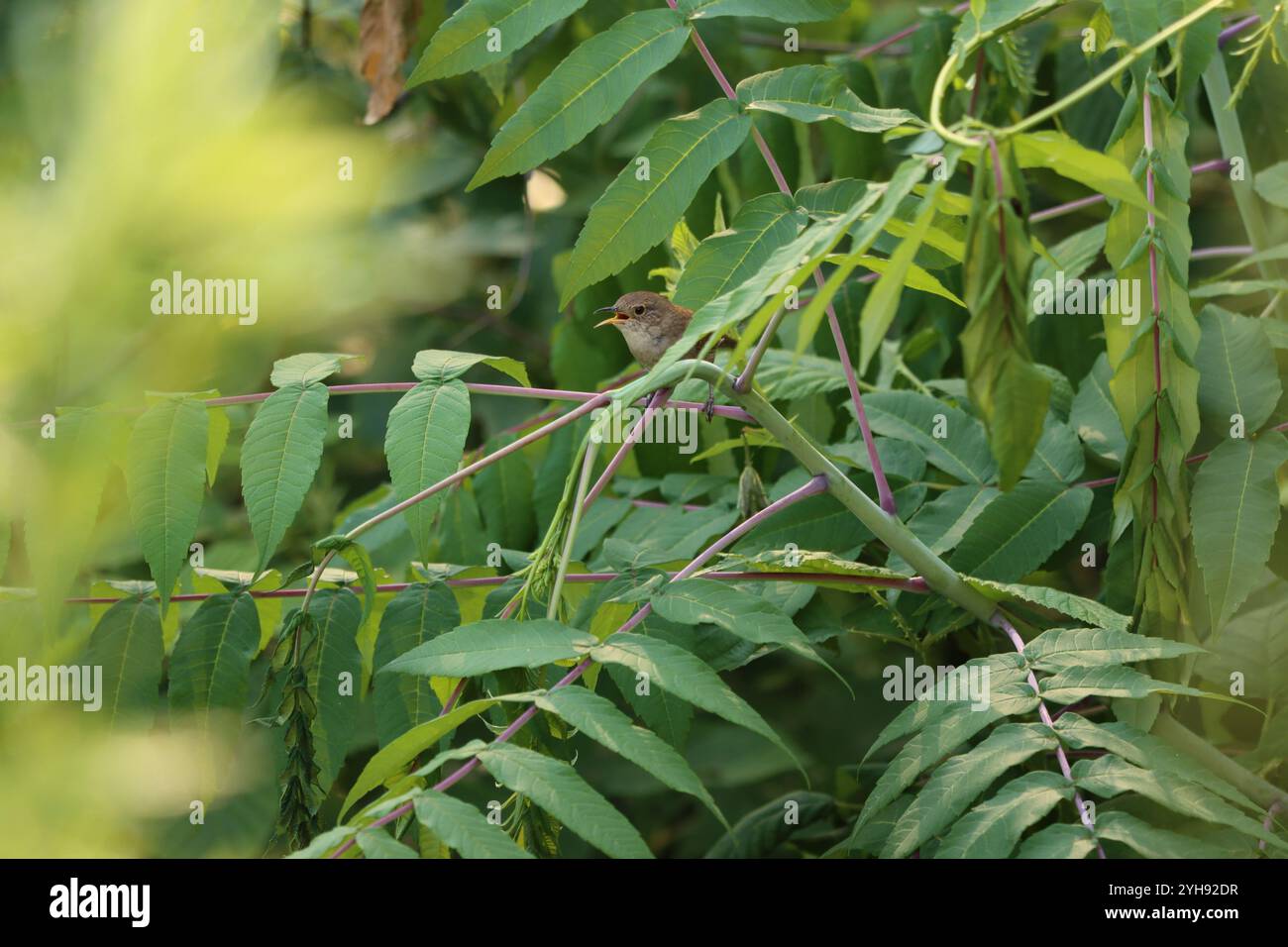 Wren singing in tree hi-res stock photography and images - Alamy