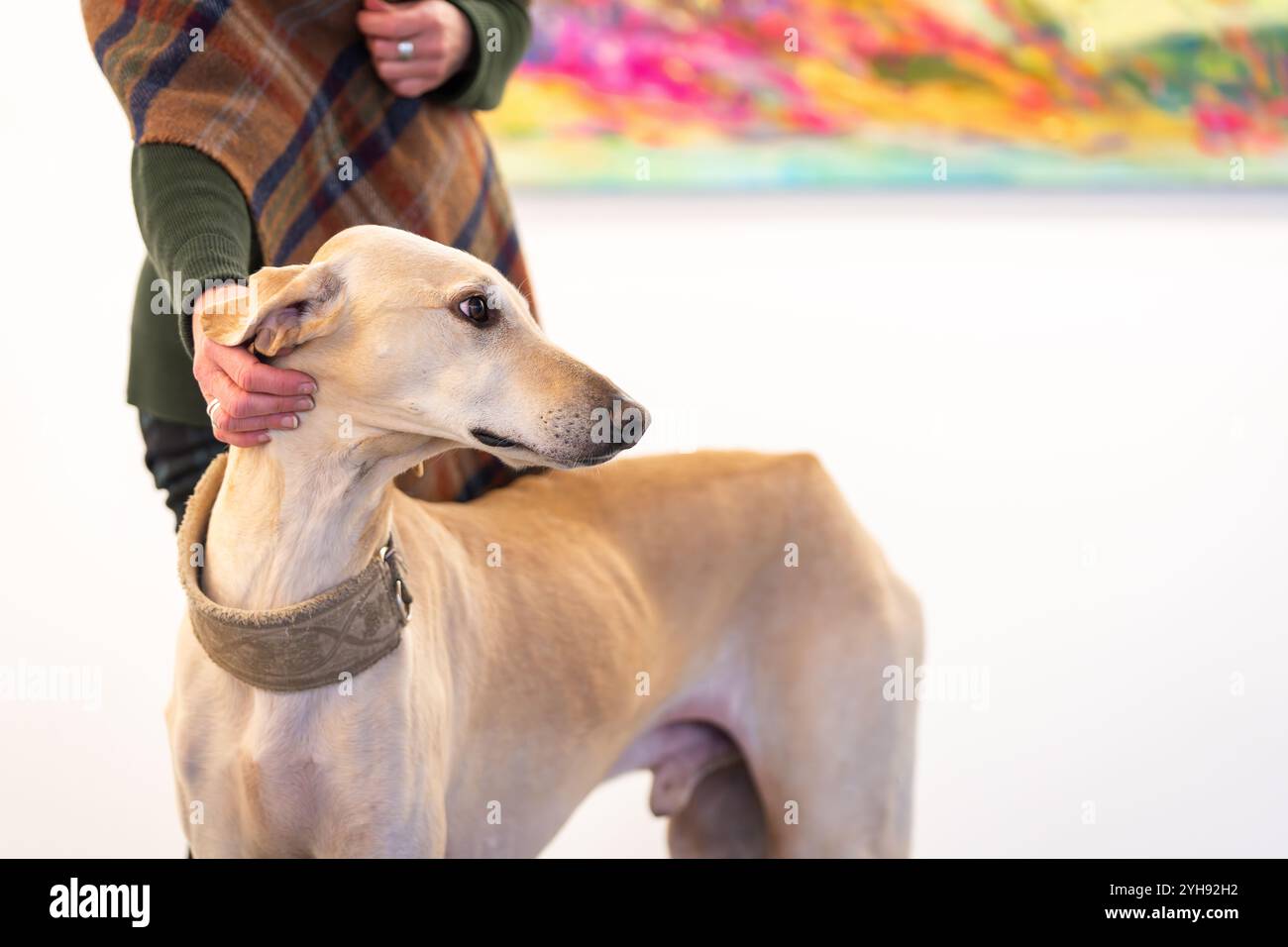 Arabian greyhound (sloughi) with owner. Portrait of a elegant sandy ...