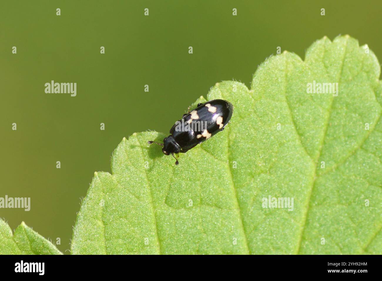 Glischrochilus quadriguttatus hi-res stock photography and images - Alamy