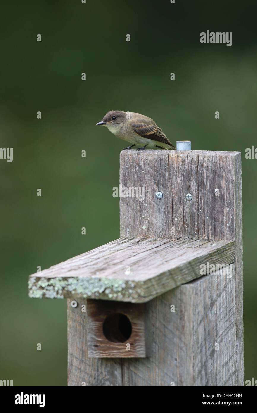 An Eastern Phoebe on a bluebird box Stock Photo - Alamy