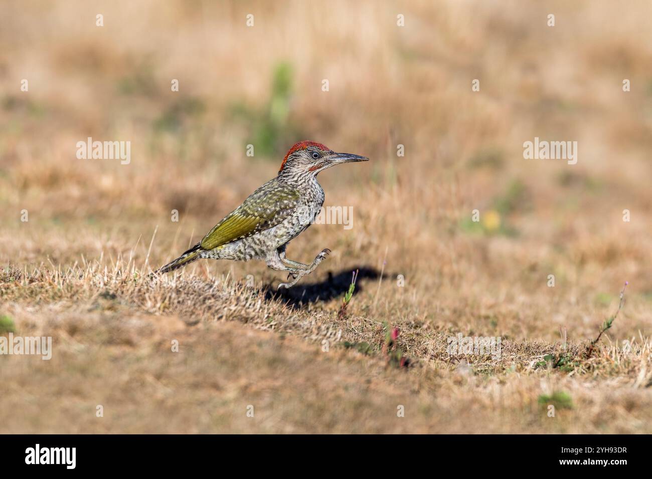 Bird hopping action hi-res stock photography and images - Alamy