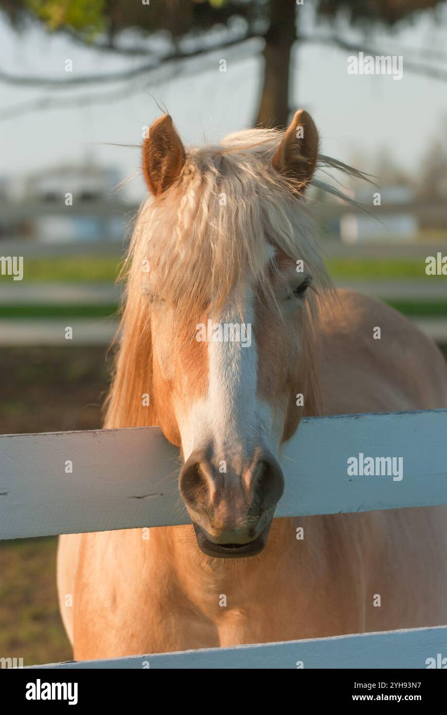 Golden forelock hi-res stock photography and images - Alamy