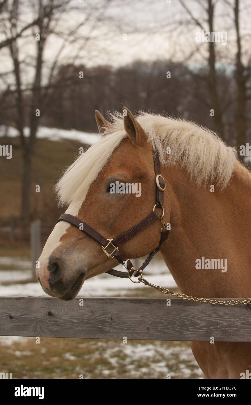 vertical portrait or headshot of a purebred haflinger horse with a long ...