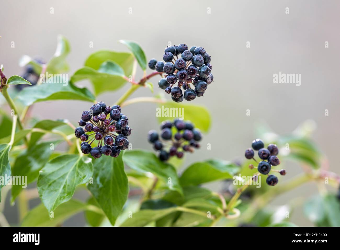 Hedera ivy black berries hi-res stock photography and images - Alamy