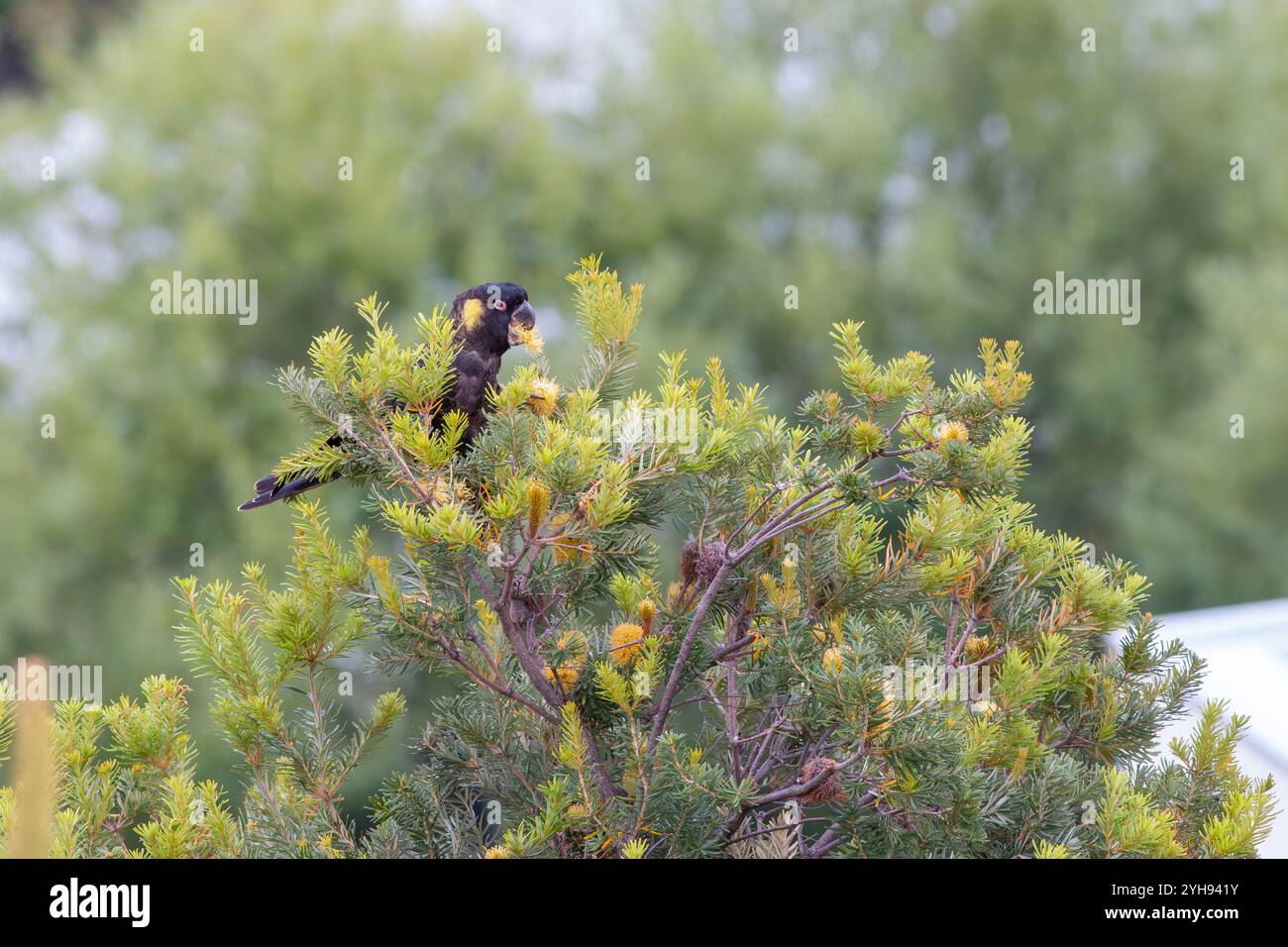 yellow-tailed black cokatoo Zanda funerea eating a banksia tree in ...