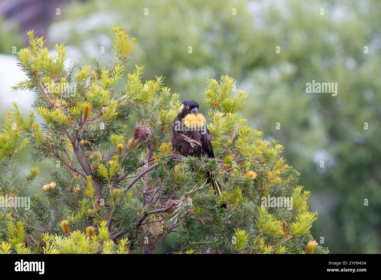 yellow-tailed black cokatoo Zanda funerea eating a banksia flower in ...