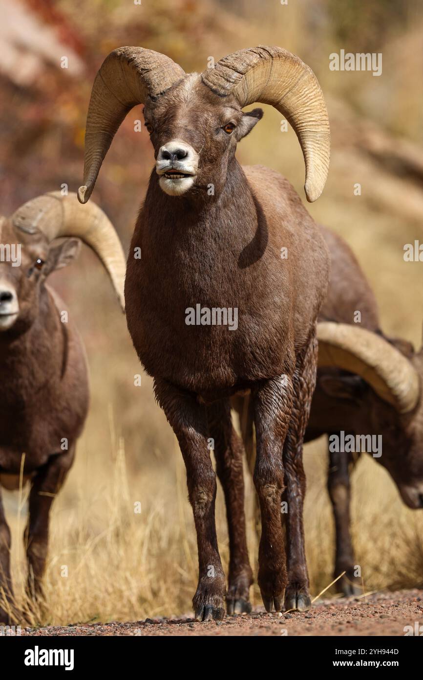 Rocky Mountain Bighorn Sheep Ram vertical portrait of males Stock Photo ...