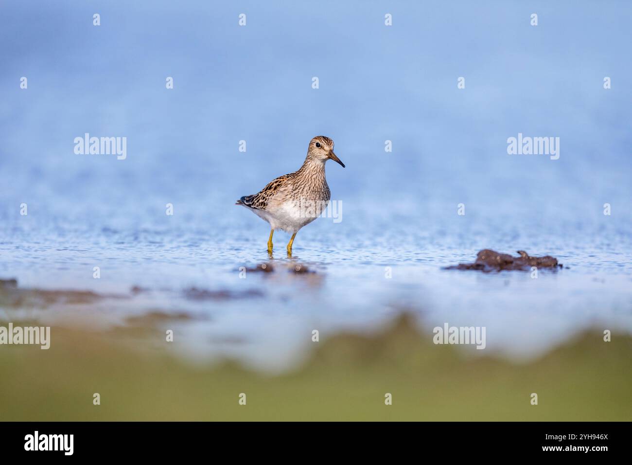 Pectoral Sandpiper; Calidris melanotos; Autumn; UK Stock Photo - Alamy