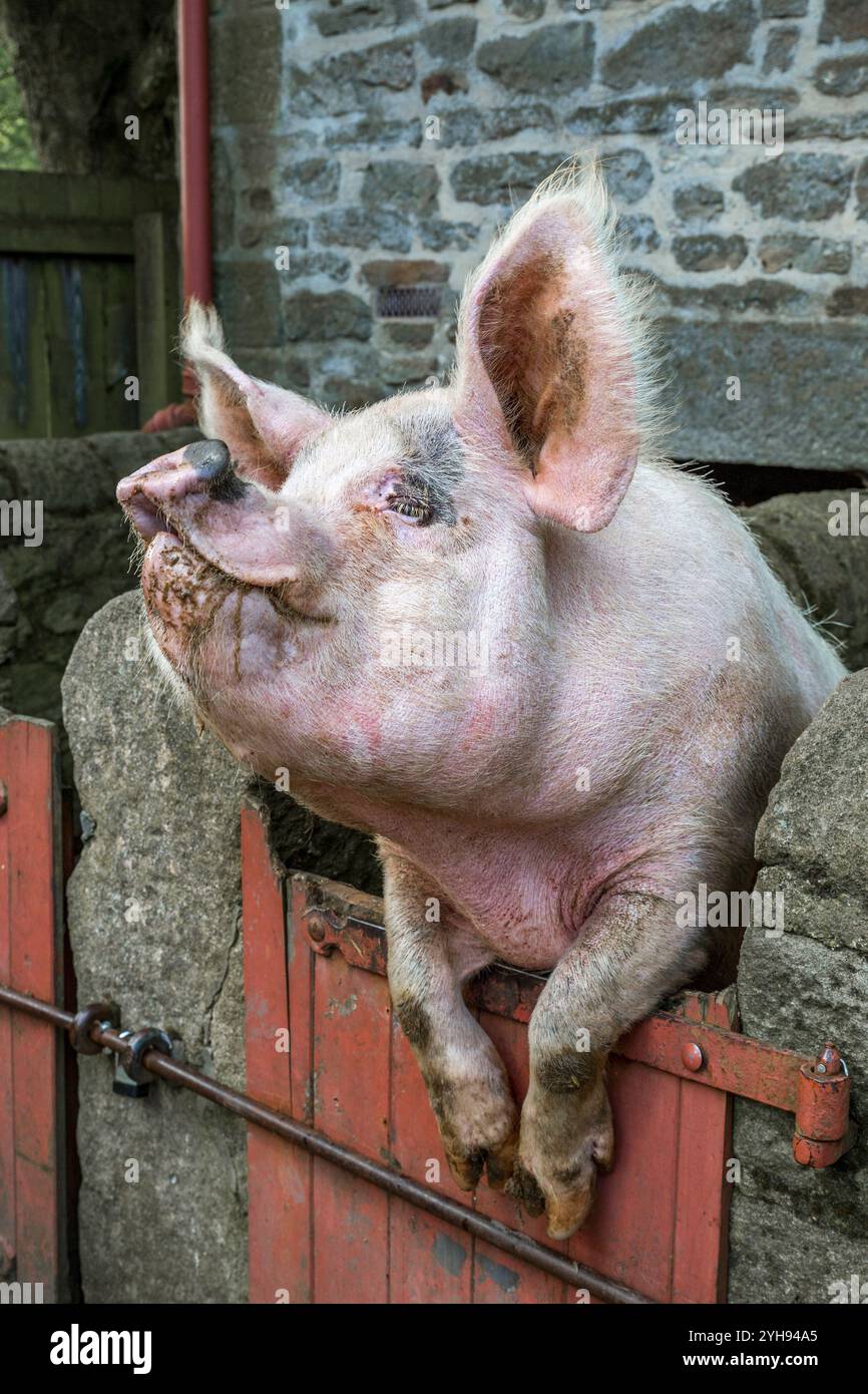 Pig on gate hi-res stock photography and images - Alamy