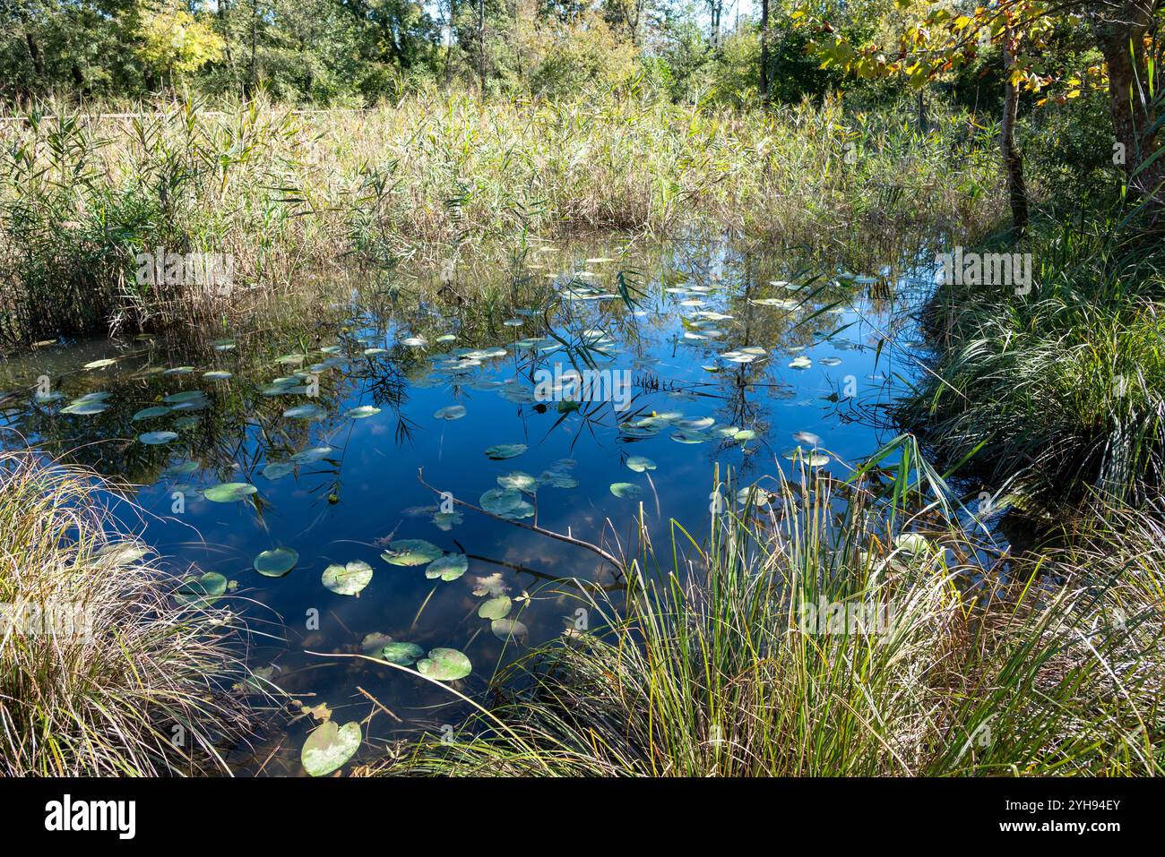 Fvg design hi-res stock photography and images - Alamy