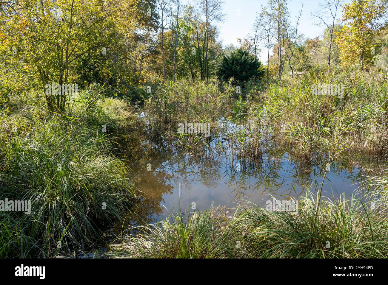 A quiet marsh pool with lily pads reflecting the sky, surrounded by ...