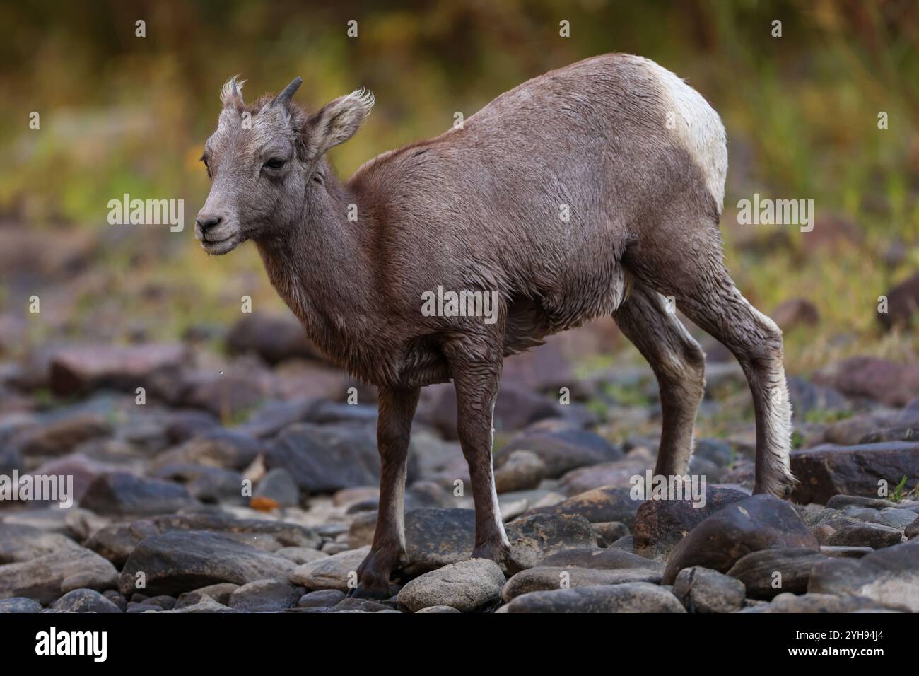 Bighorn Sheep young lamb on a rocky river shore Stock Photo - Alamy