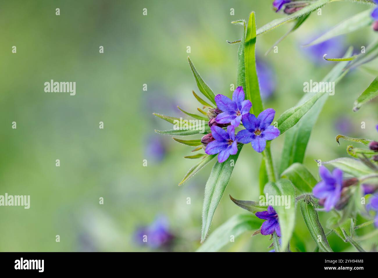 Purple Gromwell; Lithospermum erythrorhizon; Flowering; UK Stock Photo ...