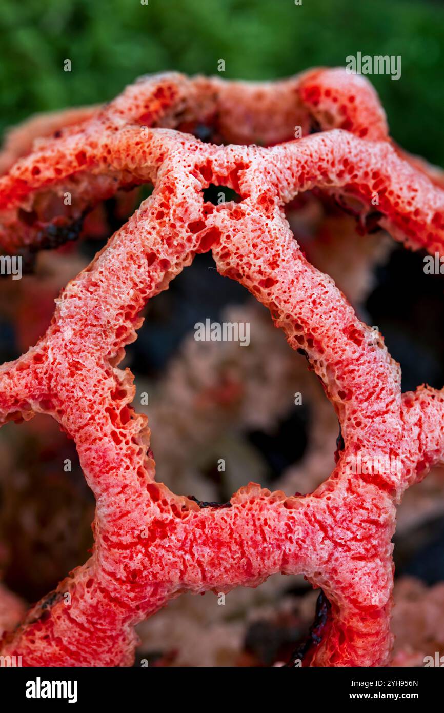 Unusual fungus hi-res stock photography and images - Alamy