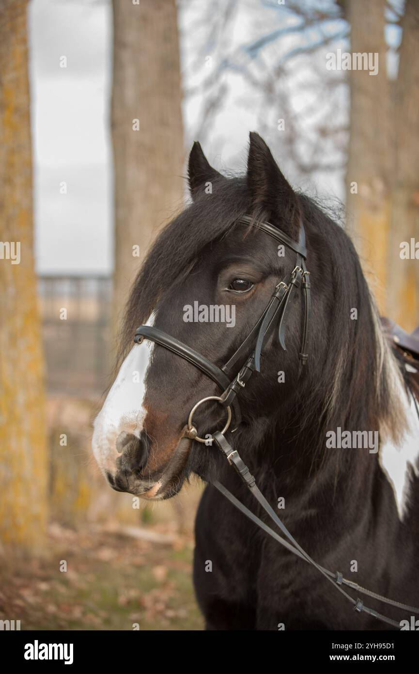 portrait or headshot of purebred black and white Gypsy Vanner horse ...
