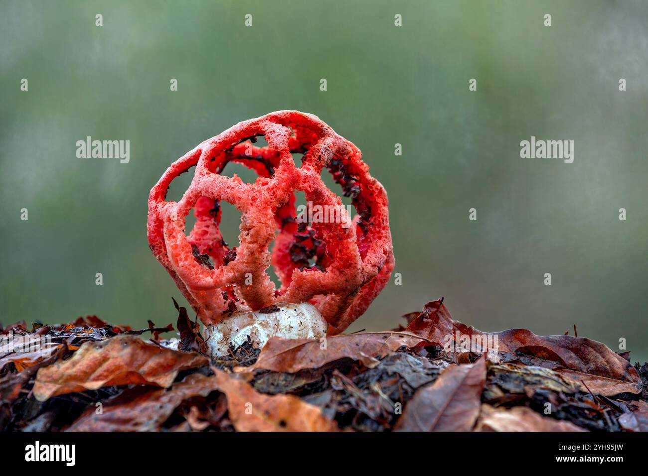 Ground fungus hi-res stock photography and images - Alamy
