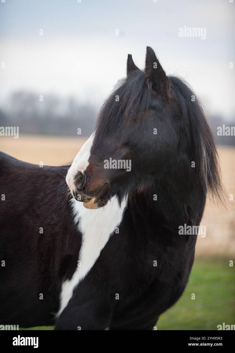 Pinto horse coat hi-res stock photography and images - Alamy