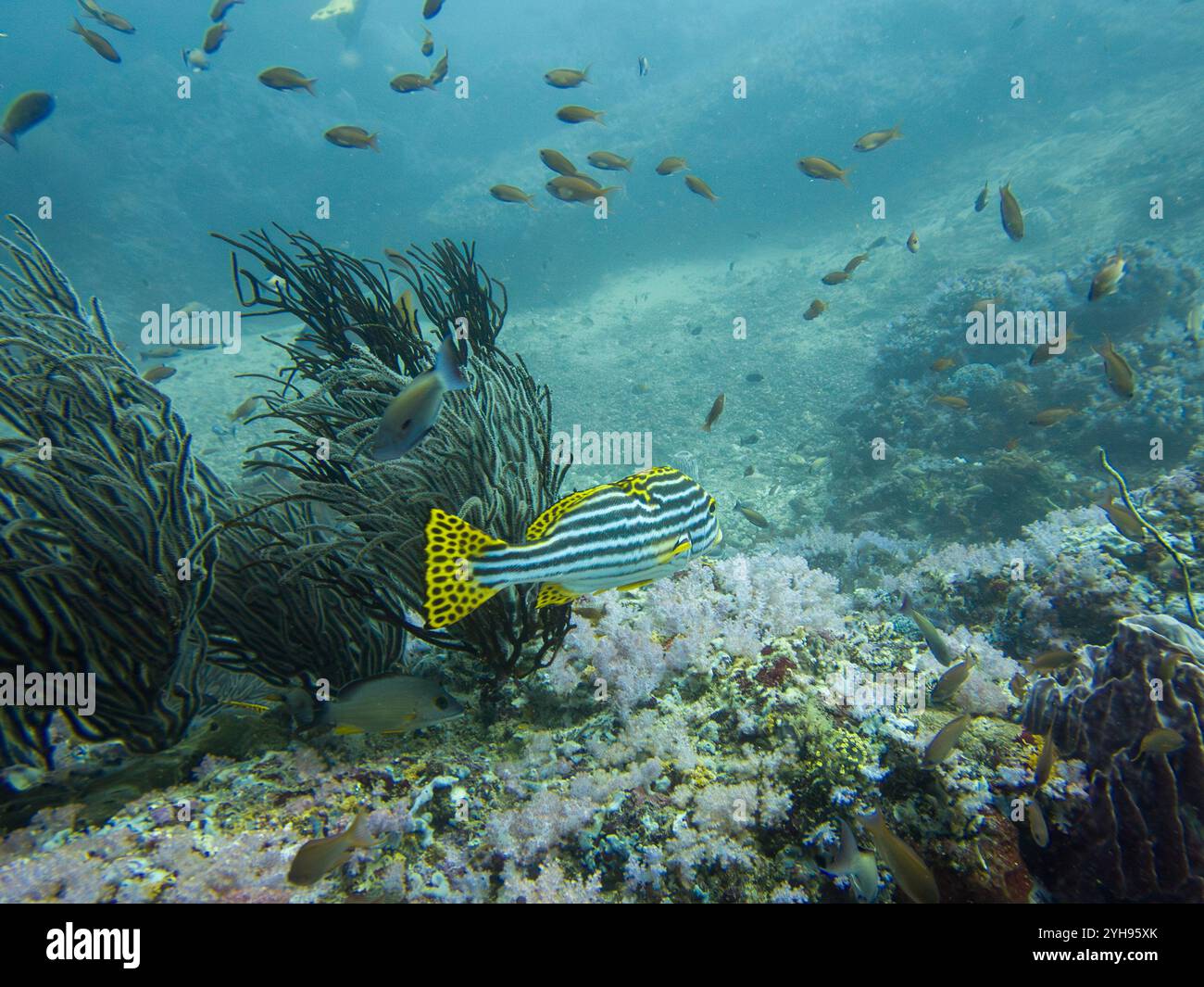 Blubber lips hi-res stock photography and images - Alamy