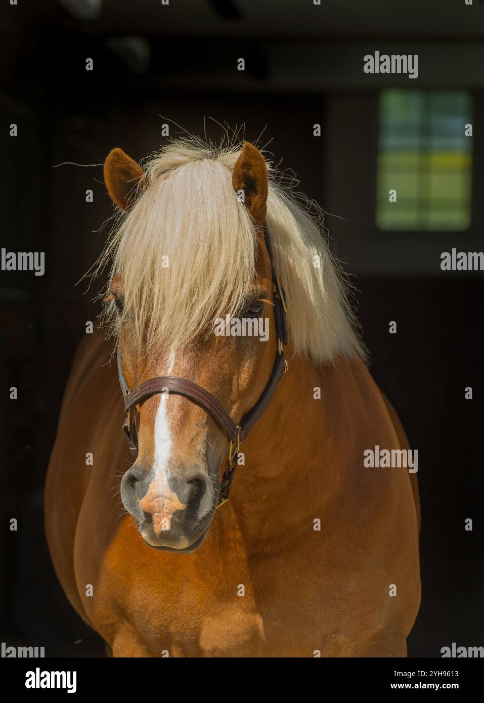 Flax mane and forelock hi-res stock photography and images - Alamy